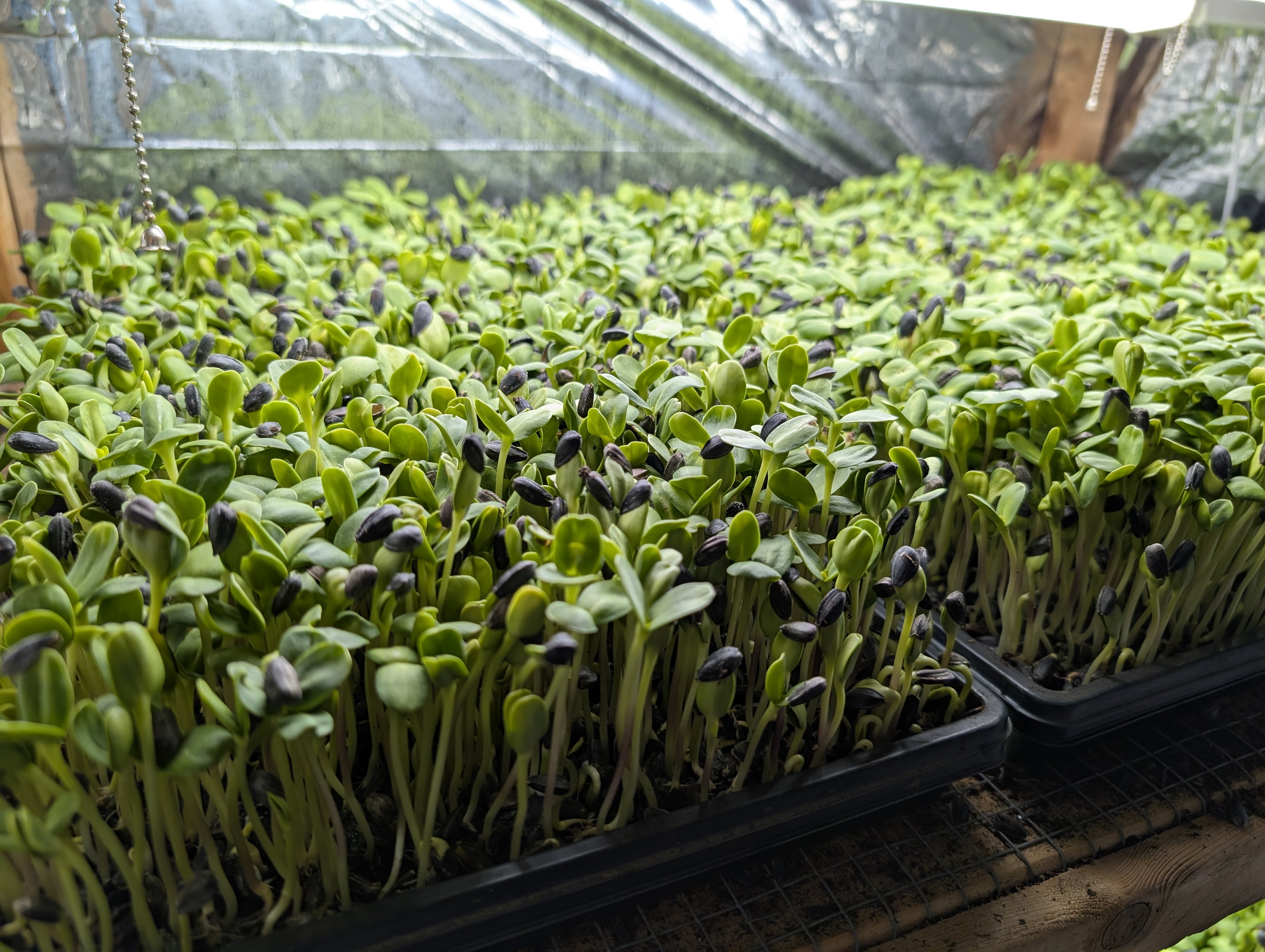 Simpson's Market Garden Store