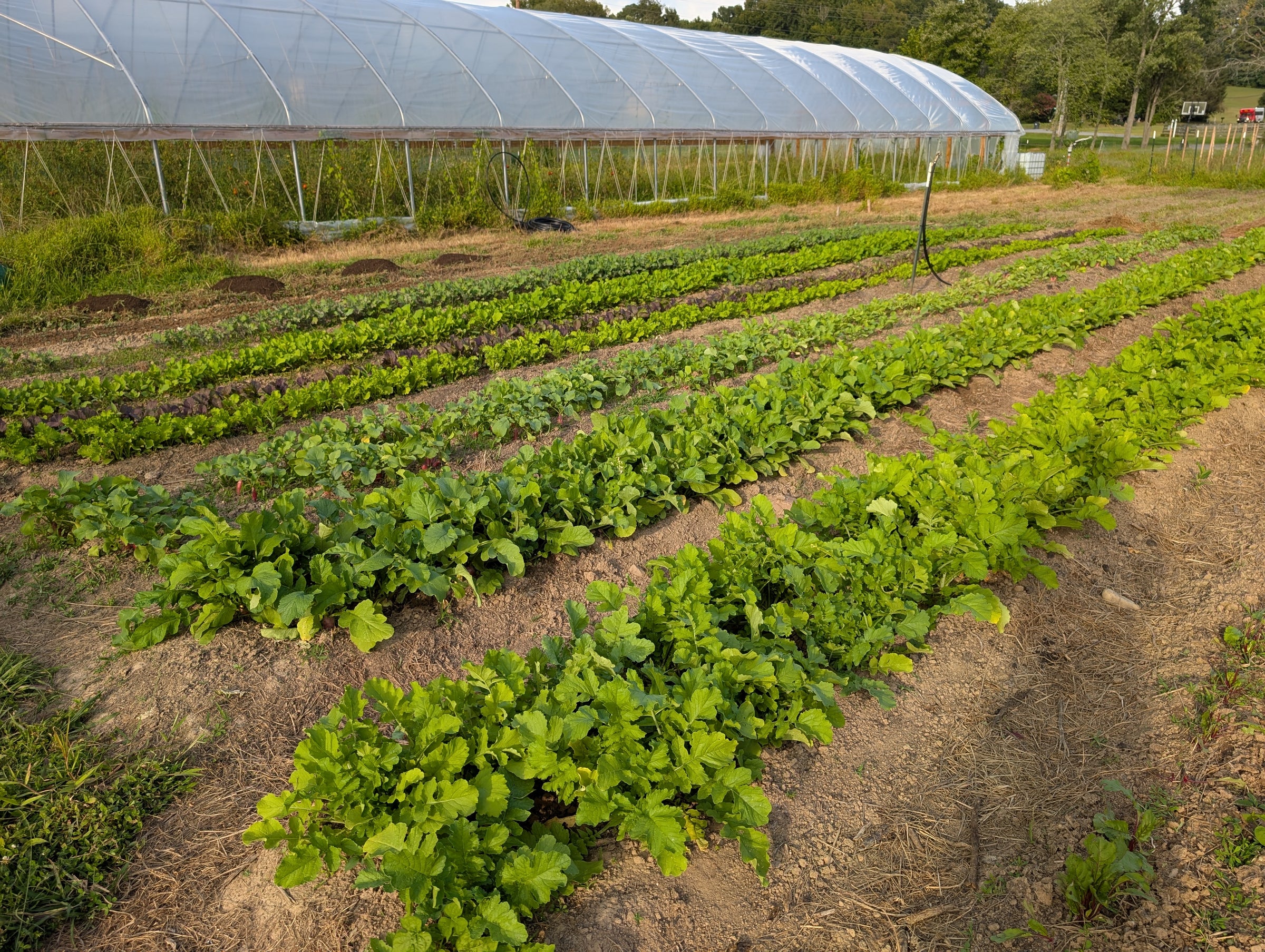Simpson's Market Garden Store